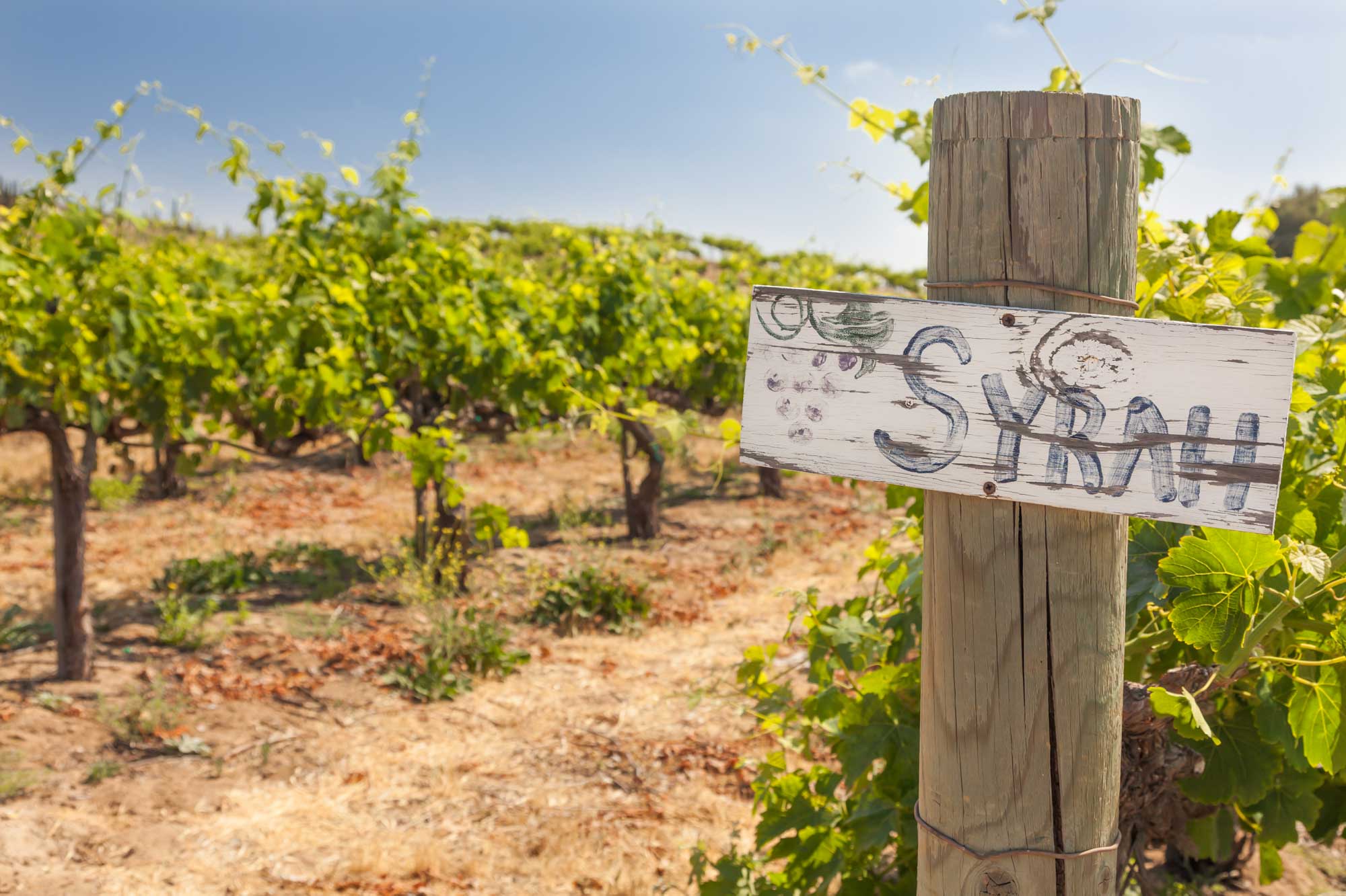 Everything You Need to Know About Syrah Wine - Beer & Wine Guide